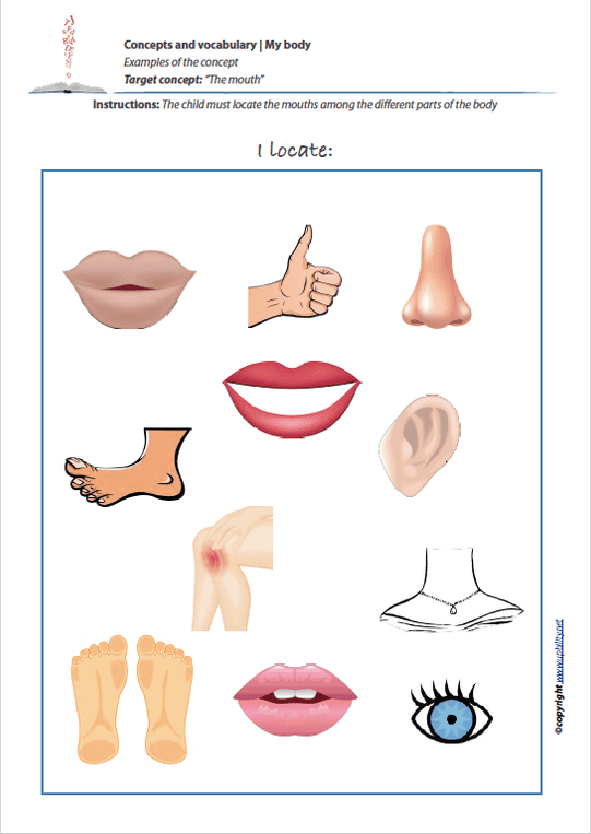 Concepts and vocabulary | MY BODY — Upbility Publications